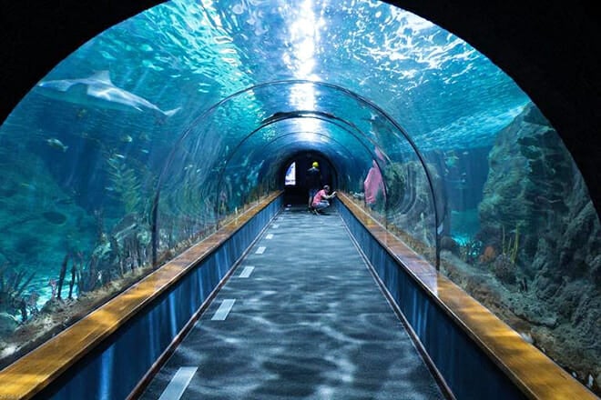 Dallas World Aquarium &mdash; Downtown