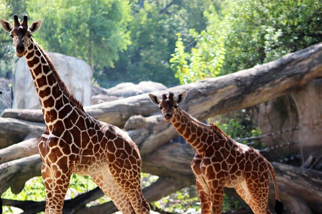 Dallas Zoo — Oak Cliff