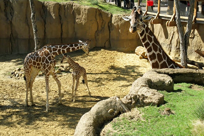 Dallas Zoo &mdash; Oak Cliff