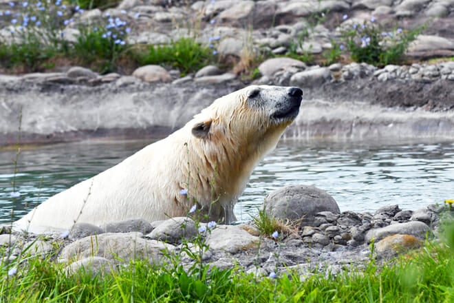 Detroit Zoo &mdash; Royal Oak