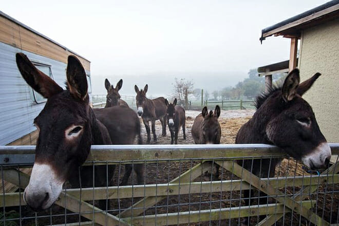 Donkey Sanctuary Aruba &mdash; Santa Cruz
