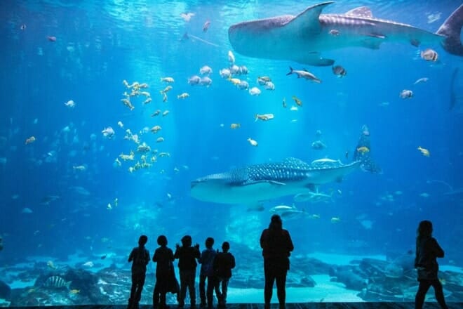 Georgia Aquarium &mdash; Atlanta
