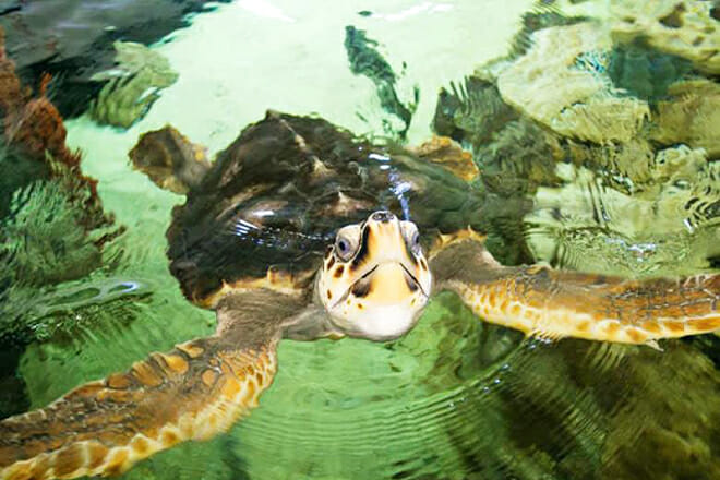 Georgia Marine Education Center And Aquarium &mdash; Ocean Science Circle