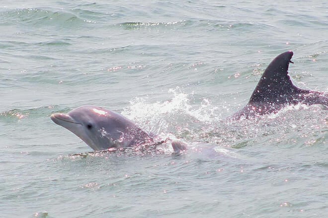 jersey shore whale and dolphin watching cruise — cape may