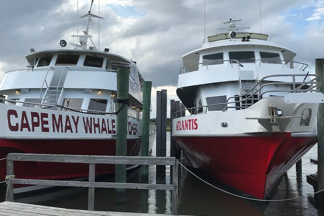 jersey shore whale and dolphin watching cruise &mdash; cape may