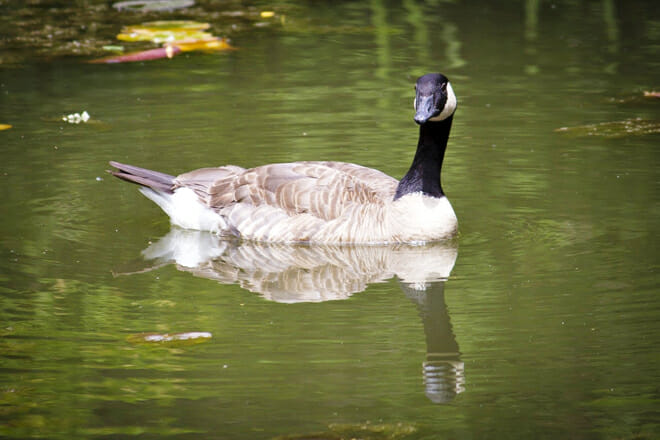 Kathryn Albertson Park &mdash; Southeast Boise