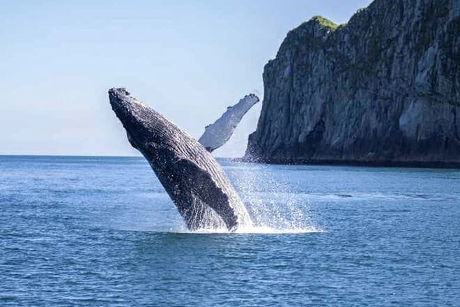 Kenai Fjords National Park Cruise &mdash; Seward