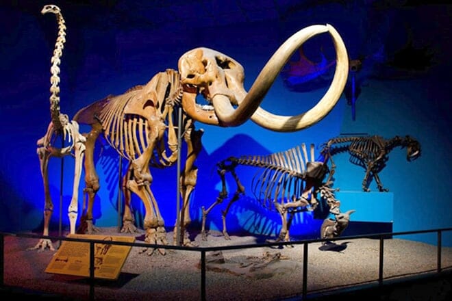 Milwaukee Public Museum — Wells Street