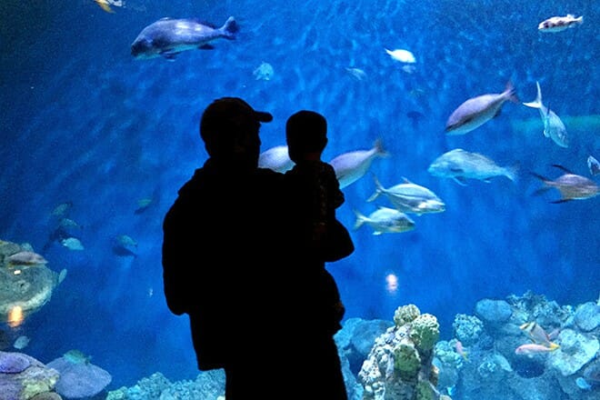 National Mississippi River Museum and Aquarium &mdash; Dubuque