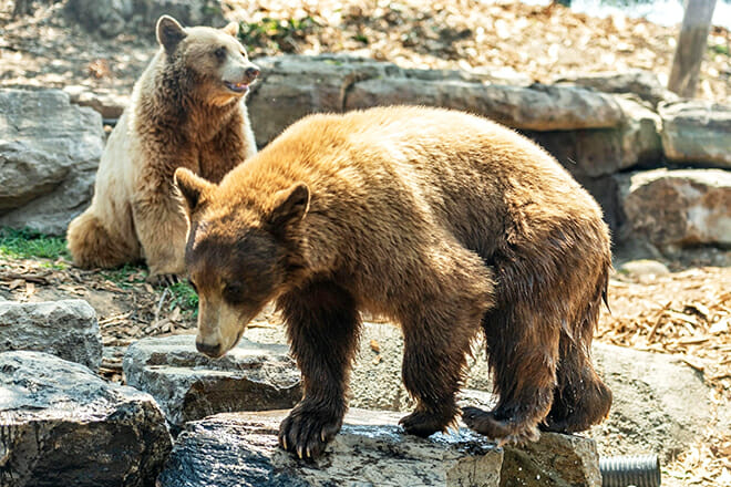 Oakland Zoo — Oakland