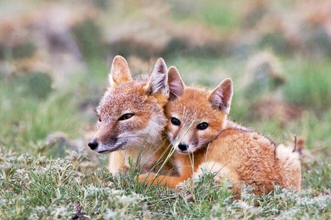 Red River Zoo &mdash; Fargo