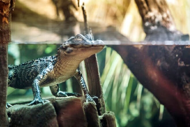 South Carolina Aquarium &mdash; Charleston Harbor