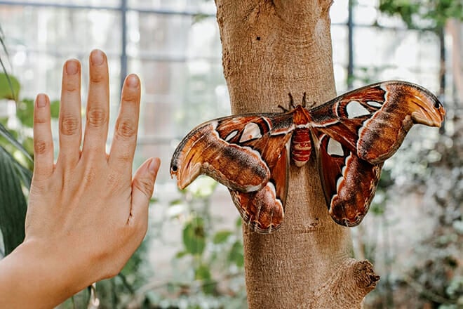 Texas Discovery Gardens &mdash; South Dallas