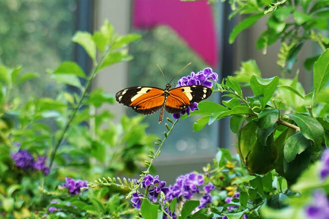 Texas Discovery Gardens Butterfly House &mdash; South Dallas