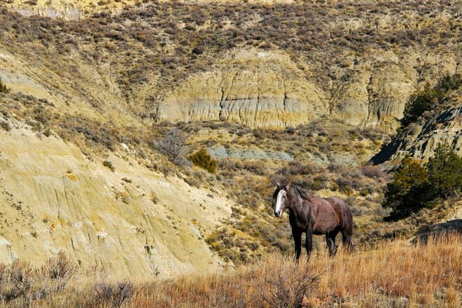 Theodore Roosevelt National Park