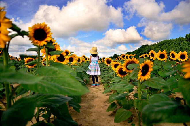 Westview Orchards Adventure Farm &mdash; Downtown Detroit