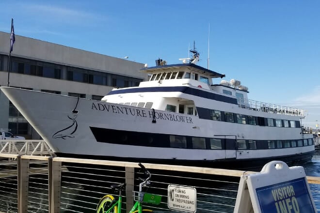 whale and dolphin watching cruise — san diego