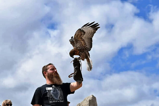 World Center For Birds Of Prey &mdash; Borah