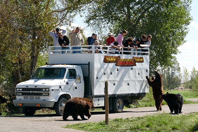 Yellowstone Bear World &mdash; Rexburg
