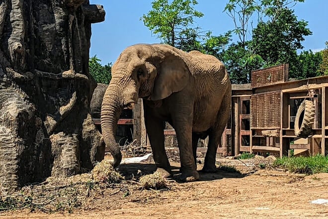 zoo knoxville &mdash; east knoxville