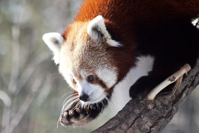 Zoomontana — Billings