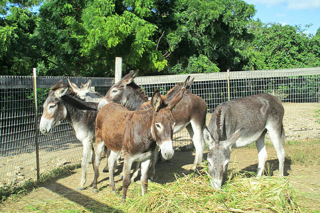 Antigua&rsquo;s Donkey Sanctuary &mdash; Saint Paul Parish