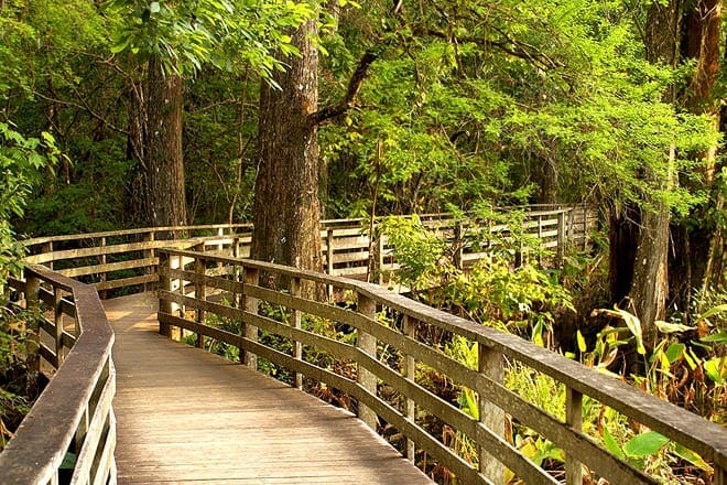 Audubon Corkscrew Swamp Sanctuary