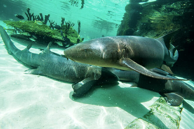 BEACH Sanctuary &mdash; Nassau