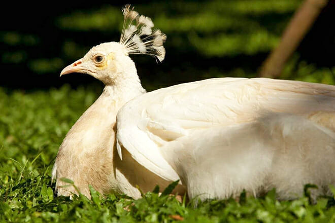 Bali Bird And Reptile Park &mdash; Gianyar