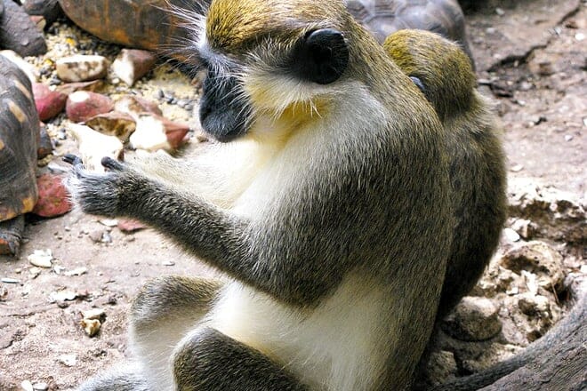 Barbados Wildlife Reserve &mdash; St. Peter