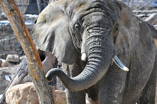 Cheyenne Mountain Zoo