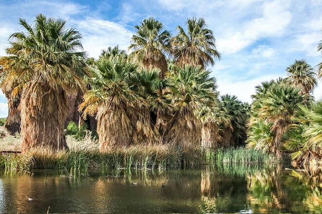 Coachella Valley Preserve
