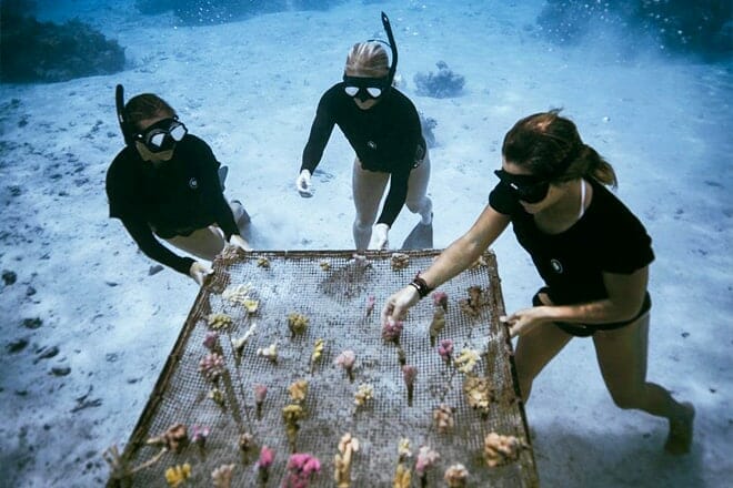 Coral Gardeners