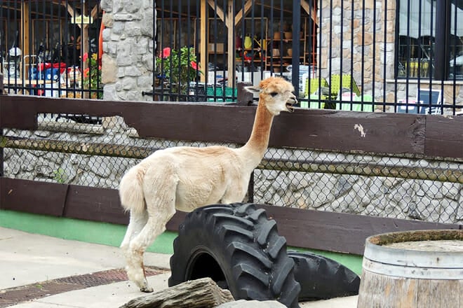 Country Junction — Lehighton