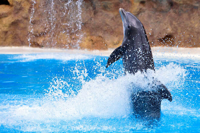 Dolphin Quest &mdash; Honolulu