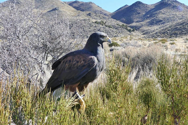 experience raptors and falconry