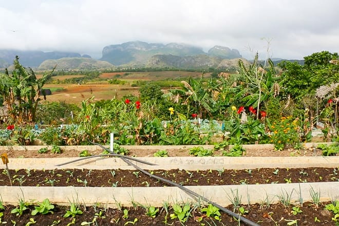 Finca Agroecologica El Paraiso &mdash; Vi&ntilde;ales
