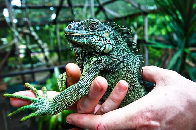 Green Iguana Conservation Project &mdash; Cayo District