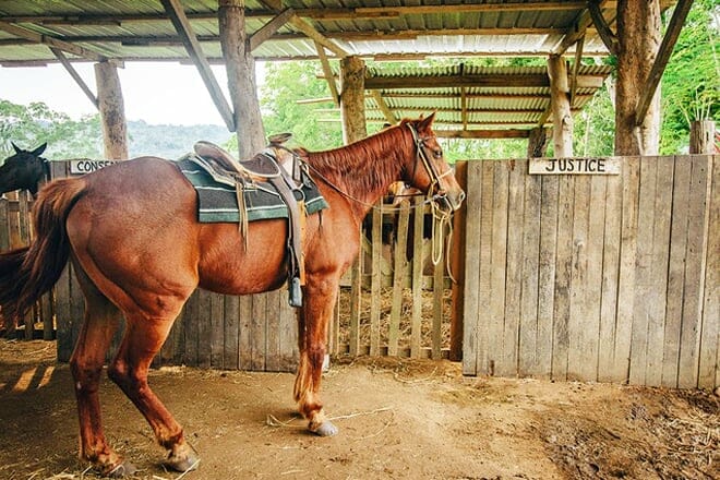 Hanna Stables Horseback Riding Tours &mdash; Cayo District
