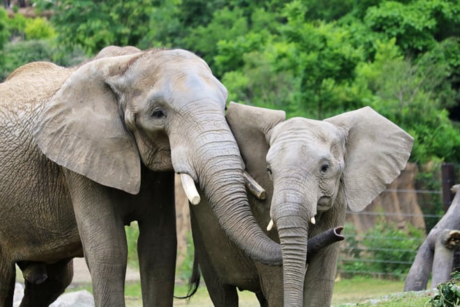 Henry Doorly Zoo And Aquarium &mdash; South Omaha