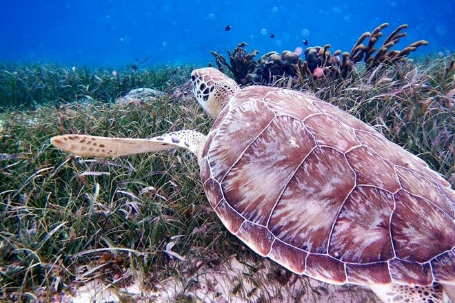 Hol Chan Marine Reserve &mdash; San Pedro