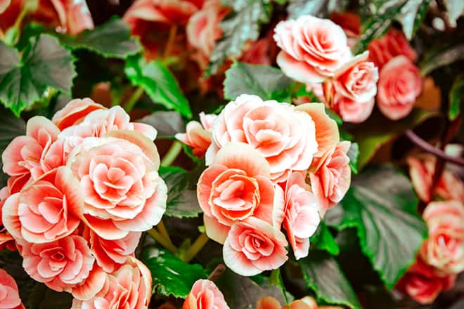 International Rose Test Garden