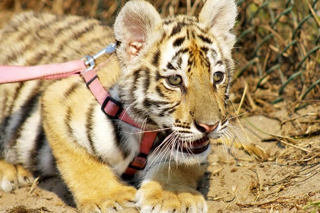 Kowiachobee Animal Park