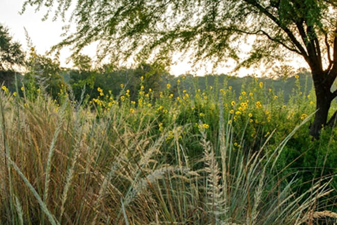 Lady Bird Johnson Wildflower Center