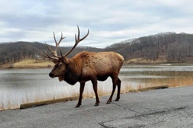 Lone Elk Park