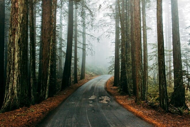 Muir Woods National State Monument — Mill Valley