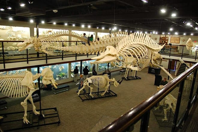 Museum Of Osteology &mdash; Sunnylane Road