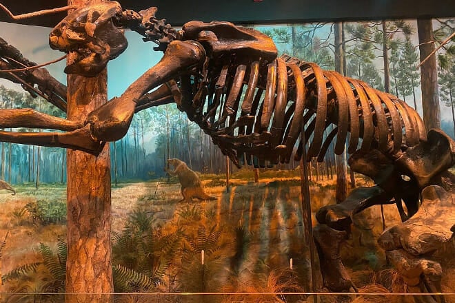 north carolina museum of natural sciences