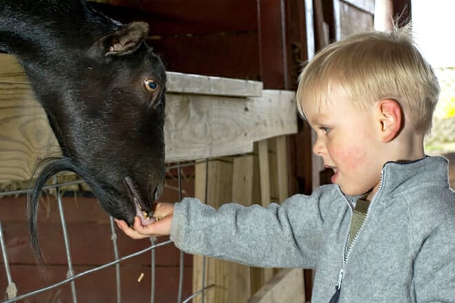 Poco Snake & Animal Farm — East Stroudsburg