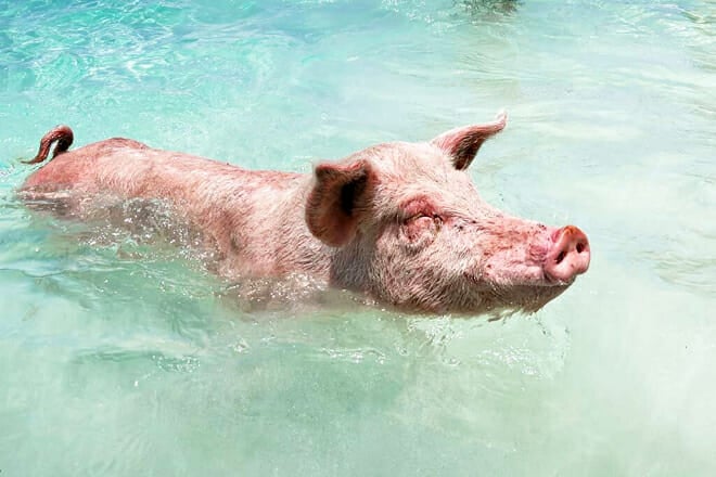 Reef Snorkeling, Pigs, and Turtles 3 Islands Tour